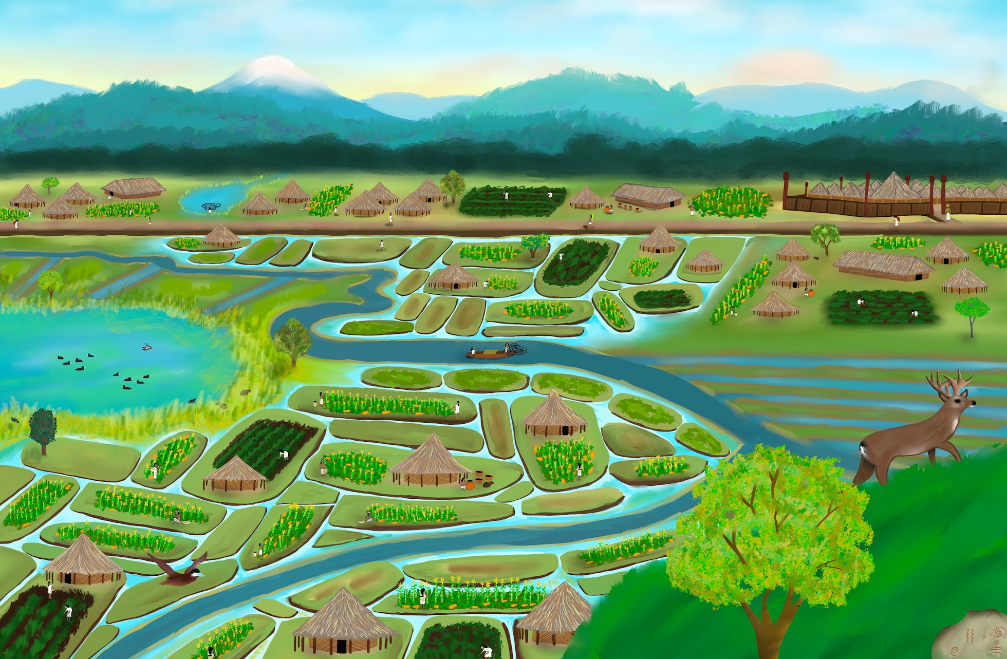 Camellones y zanjas muiscas para devolver el agua y los peces a la ...