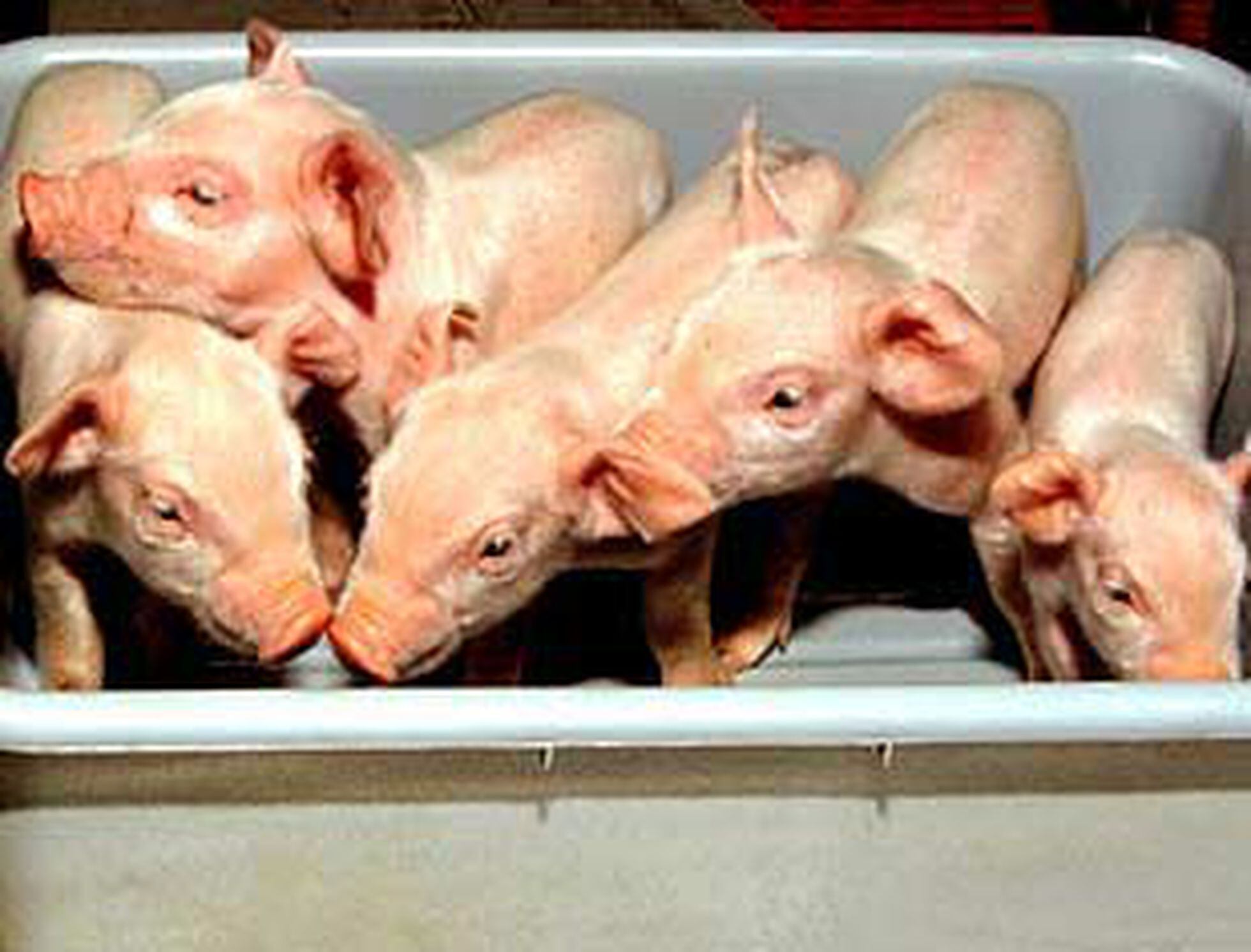 Una empresa anuncia la creación de cerdos clonados y transgénicos para ...