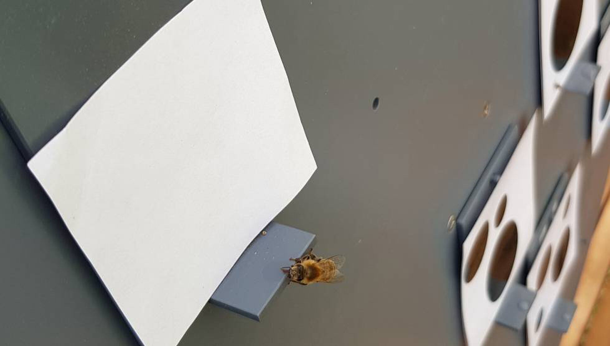 Las abejas saben contar desde cero | Ciencia | EL PAÍS