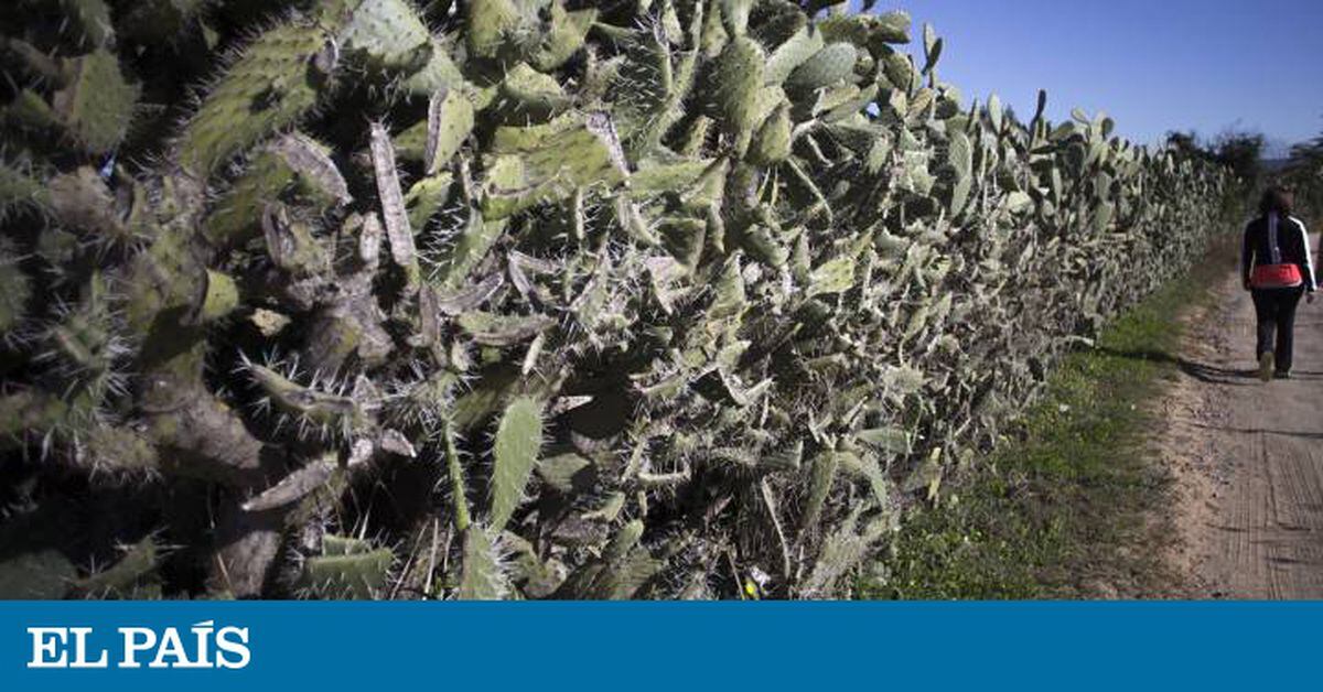 Chumbera: la invasora amenazada | Ciencia | EL PAÍS