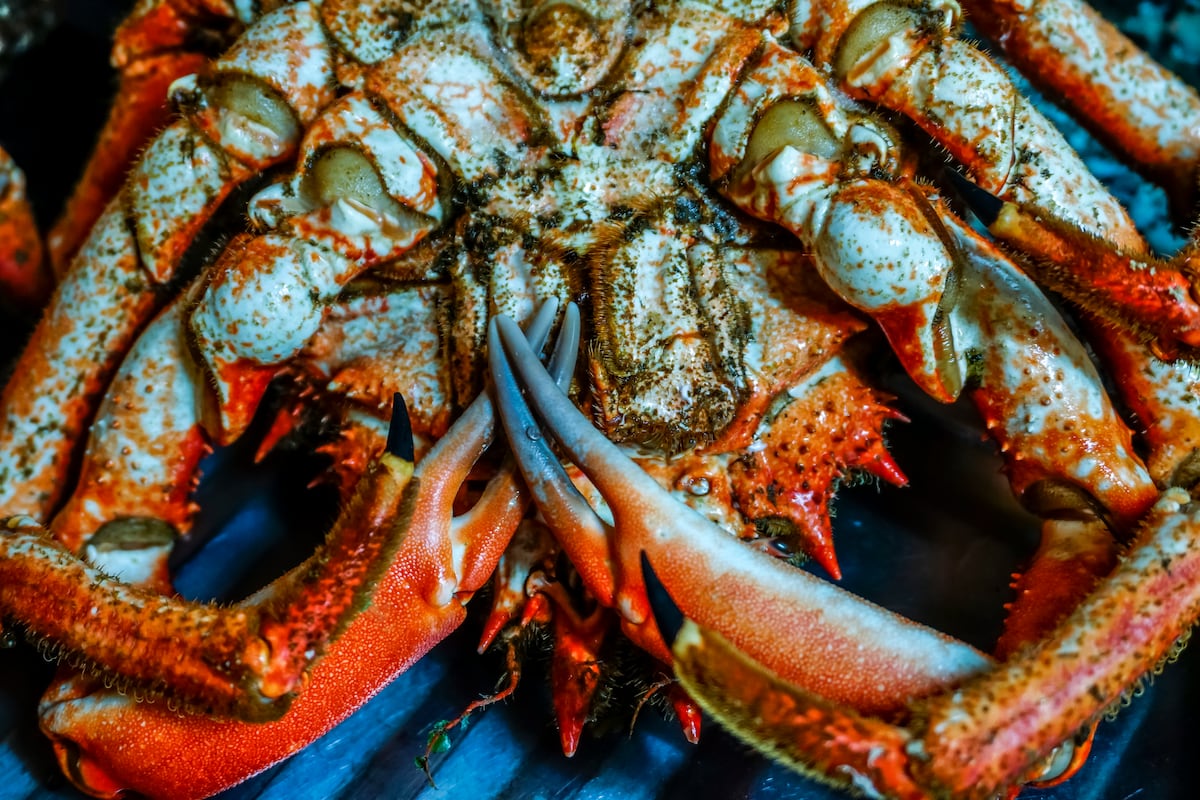 Cuando el centollo vuelve a tierra: nuevas creaciones para el olvidado ...