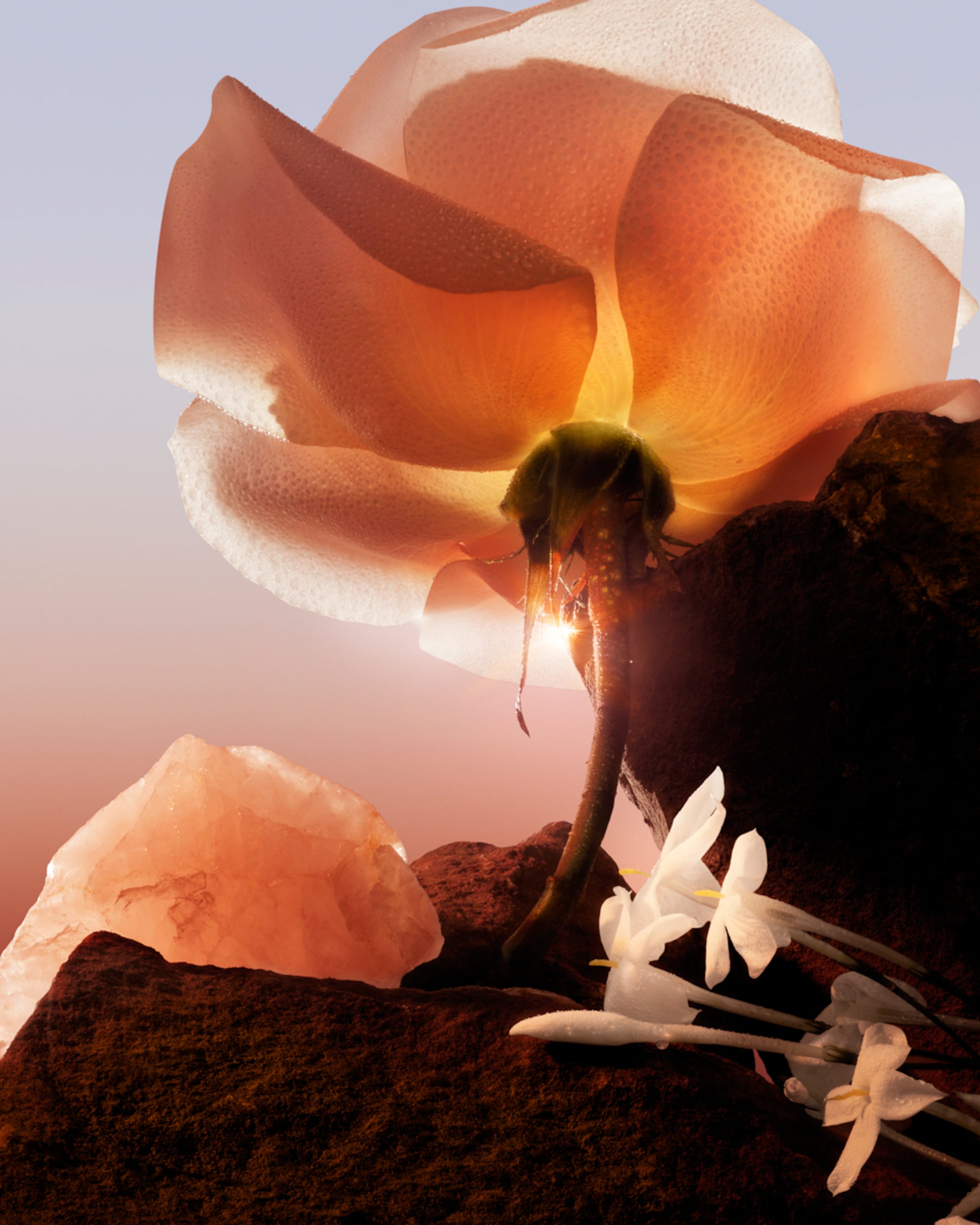 Este es el perfume floral para regalar esta Navidad a las mujeres que ...