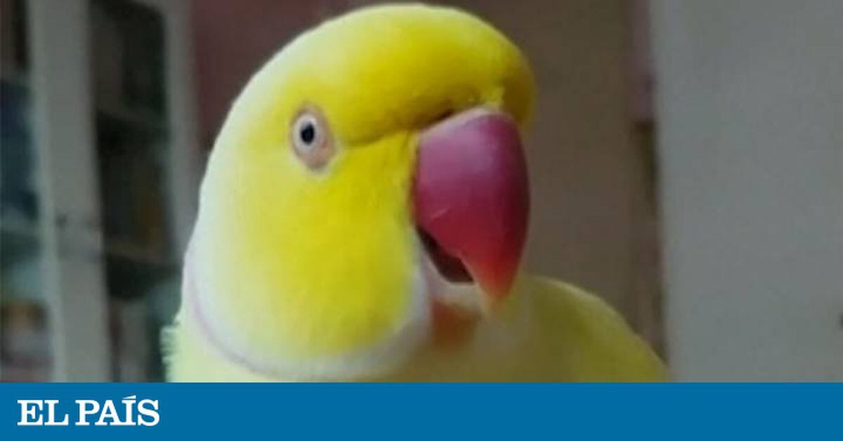 Haley, el perico amarillo que dice que es una banana | Vídeos | EL PAÍS