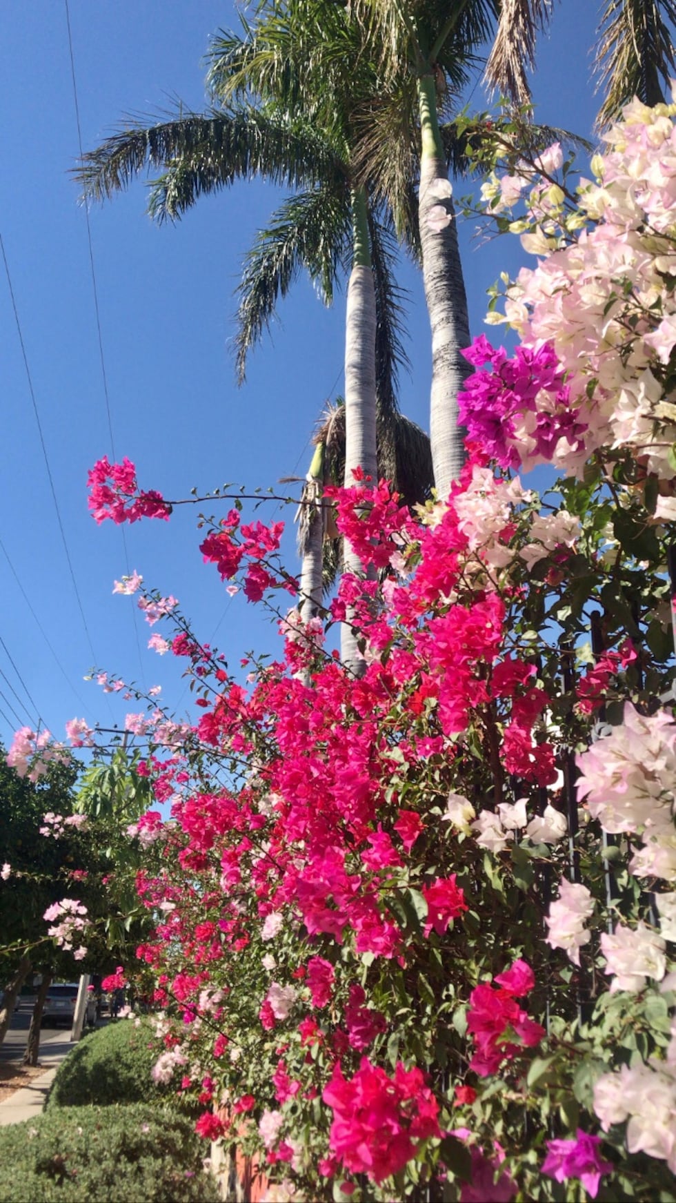 La magia de la buganvilla o por qué no podemos resistirnos a la ...