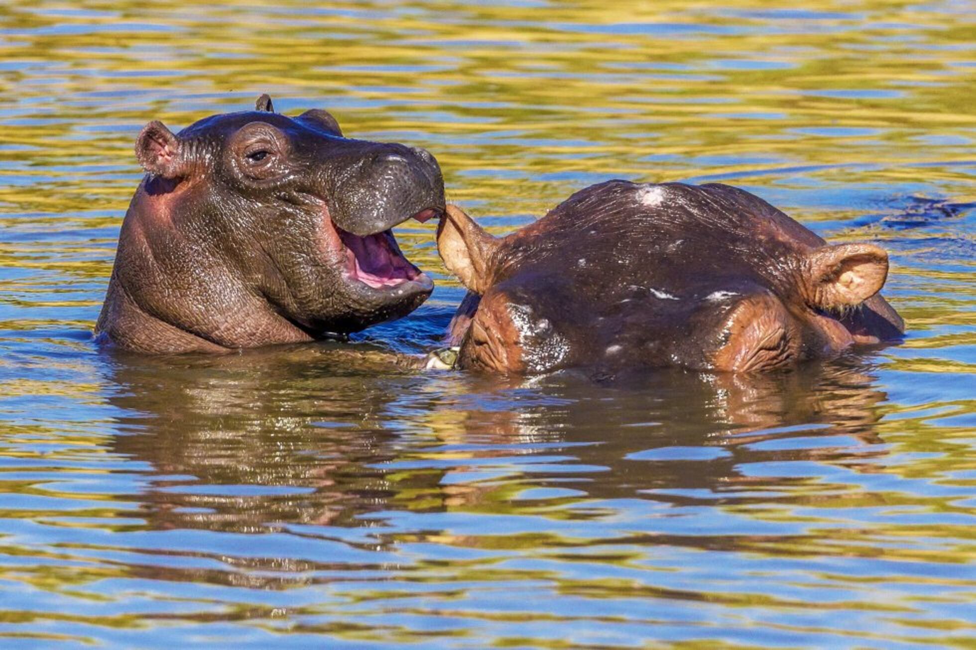 Ciervos que se hacen burla y otros animales de mucha risa | Fotos | Los ...