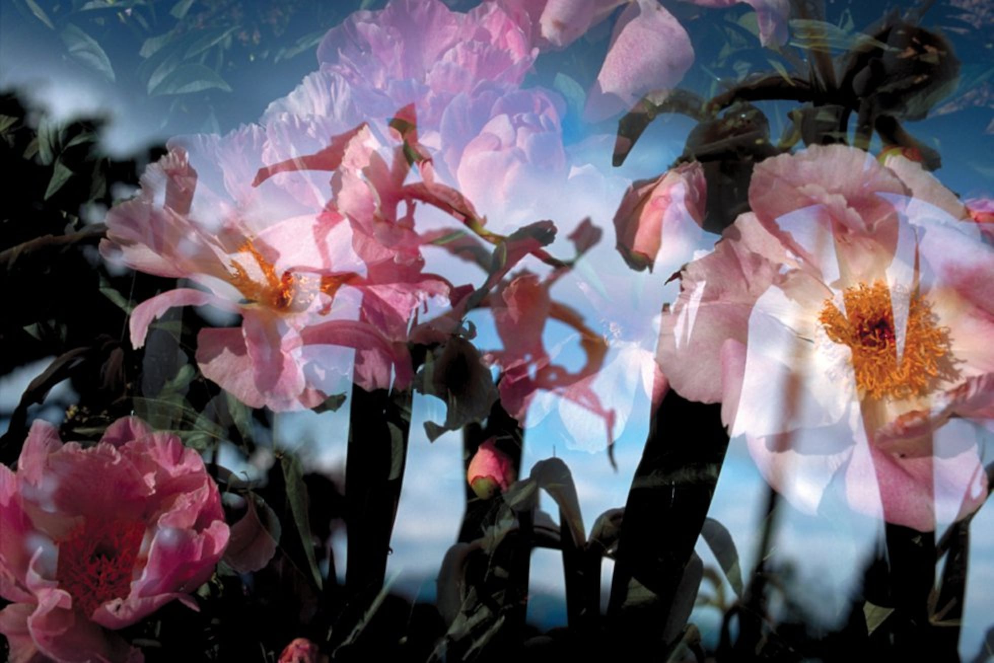 La colección de fotografía Ann Tenenbaum y Thomas H. Lee | Fotos ...