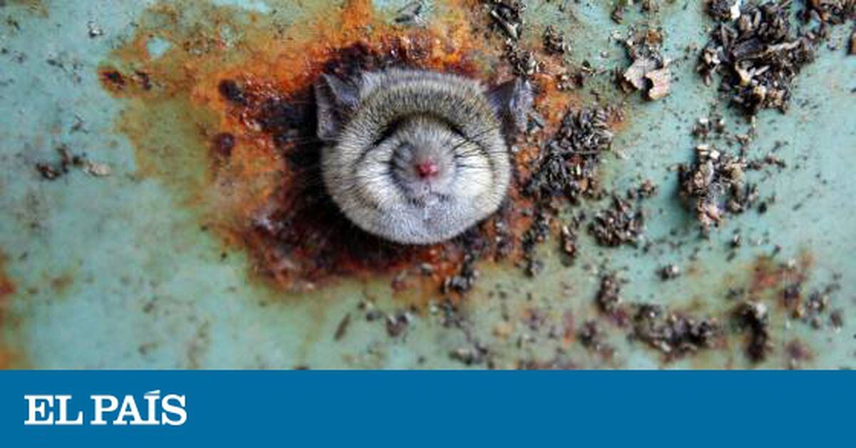 Washington DC, ciudad de ratas | Mundo Global | EL PAÍS