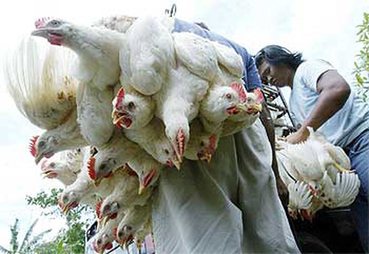 pollos a la venta | Sociedad | EL PAÍS