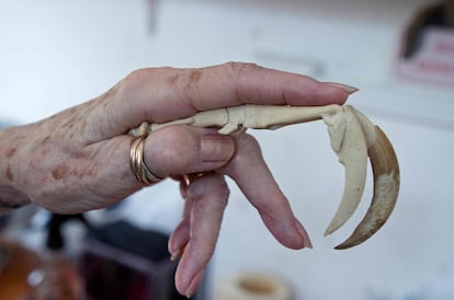 Los secretos en el pelaje de los perezosos, en imágenes | Fotos ...