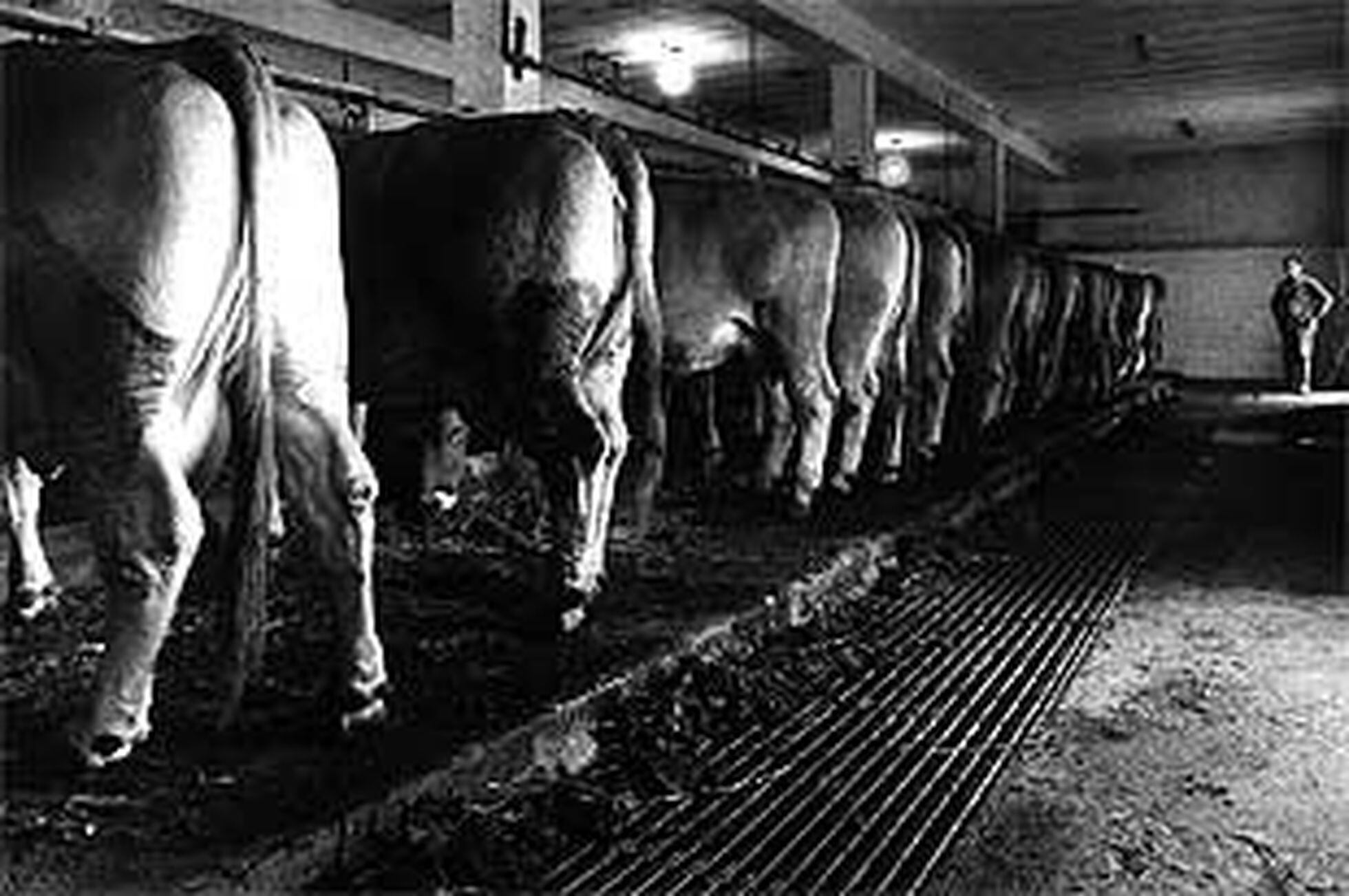 Explotación ganadera de vacas en Asturias. PLANO GENERAL | Economía ...