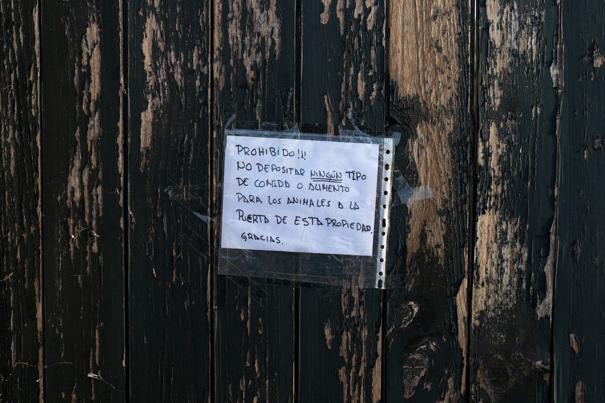 La Guerra Civil por los gatos de Piedrahíta de Castro | España | EL PAÍS