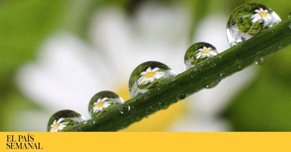 Haiku en una brizna de hierba | EL PAÍS Semanal | EL PAÍS