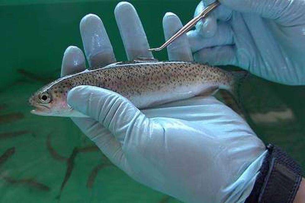 Peces con 'microchip' | Sociedad | EL PAÍS