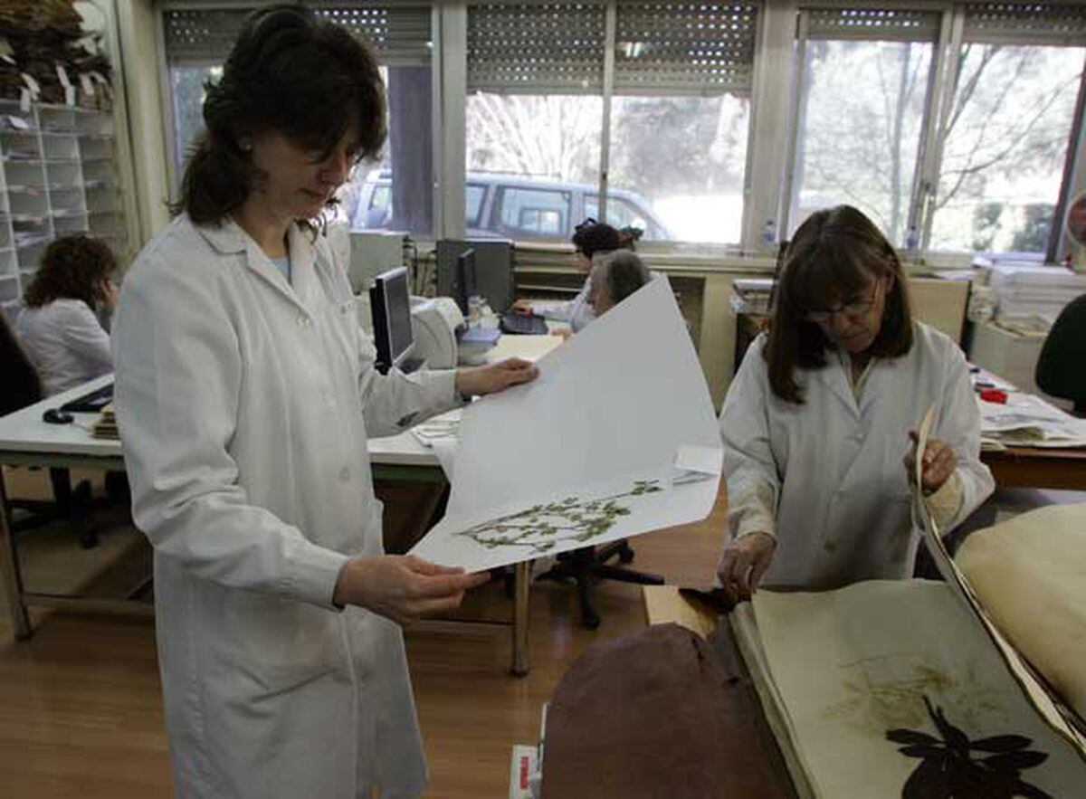 Plantas disecadas en el Real Jardín Botánico | Noticias de Madrid | EL PAÍS