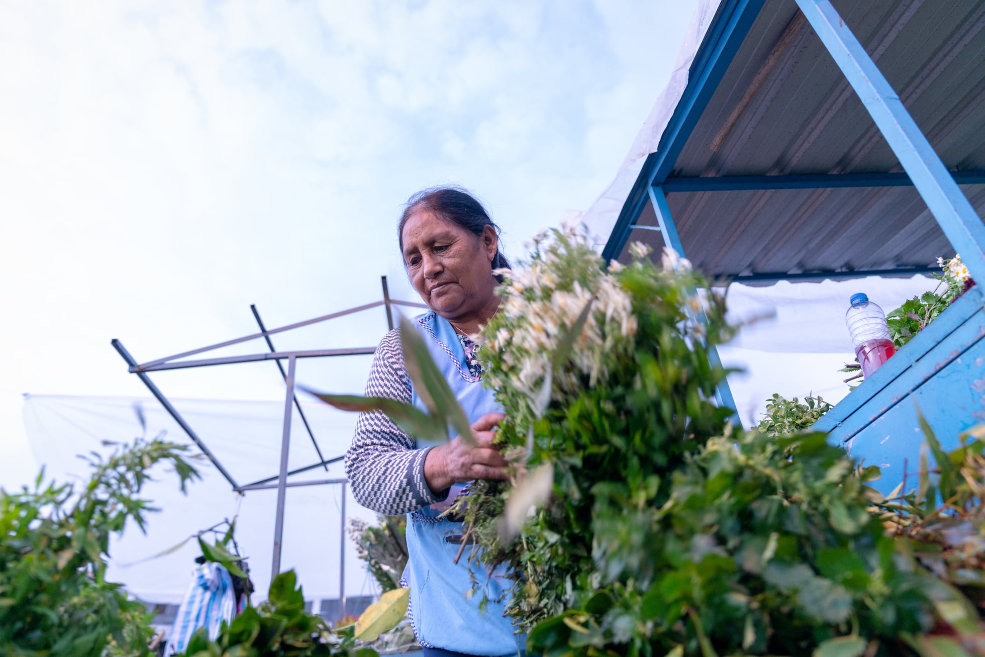 El oficio de curar con plantas: cuando la medicina no viene en ...