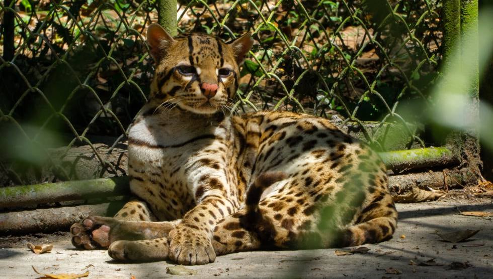 La salvación del tigre al que usaron como mascota y luego abandonaron ...