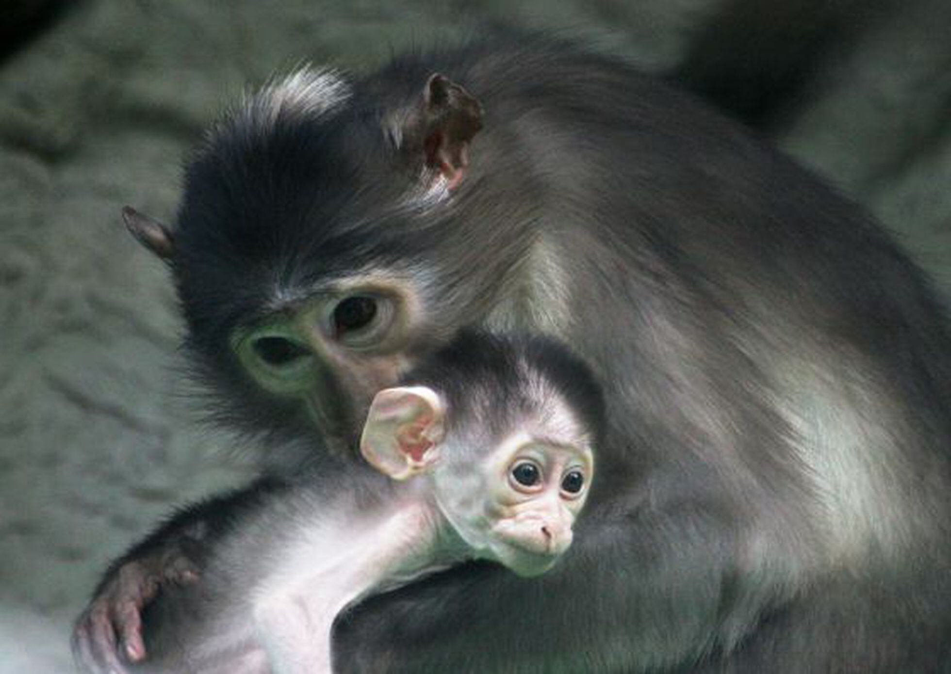 Nace en el zoo una cría de mono en peligro de extinción | Cataluña | EL ...