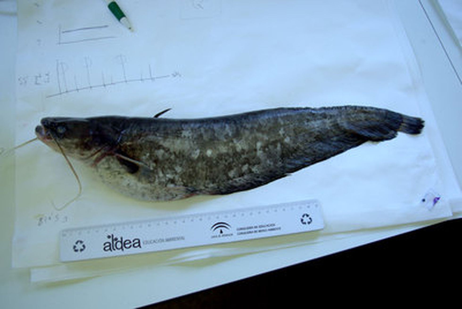 El siluro acecha al Guadalquivir | Sociedad | EL PAÍS