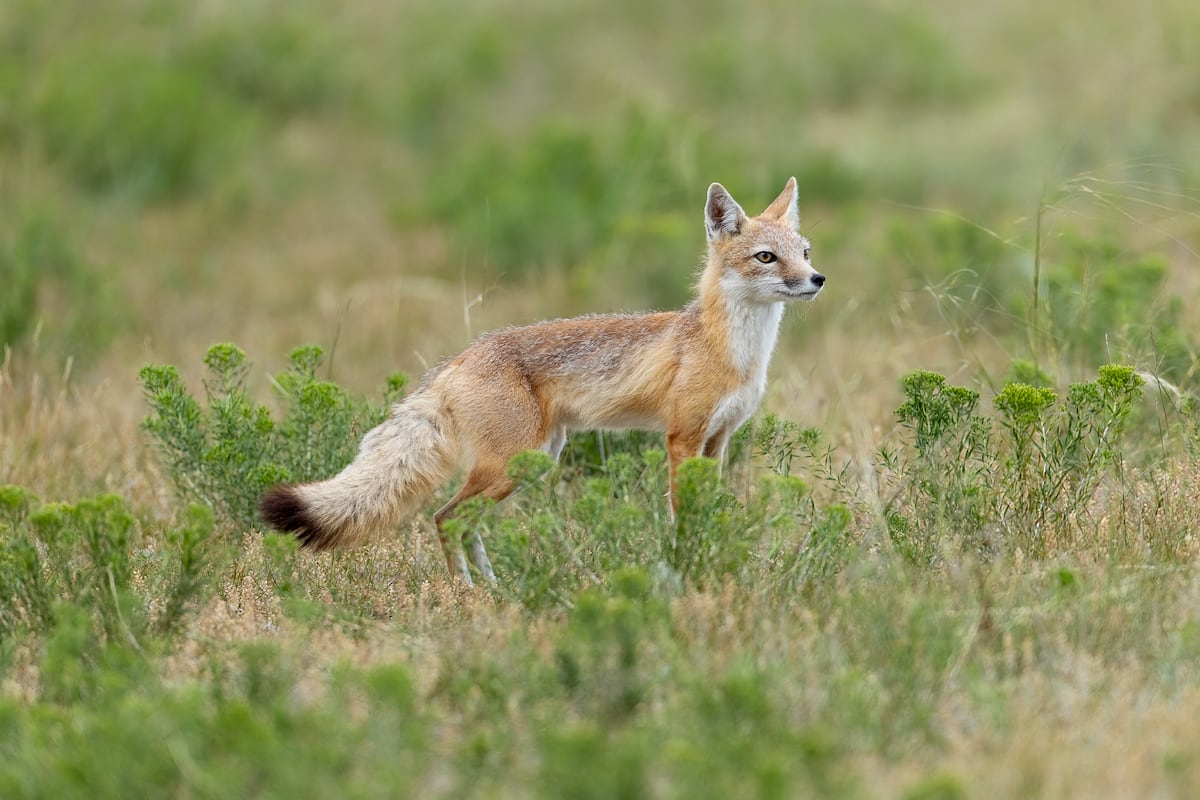 Los test de personalidad llegan a los animales salvajes para garantizar ...