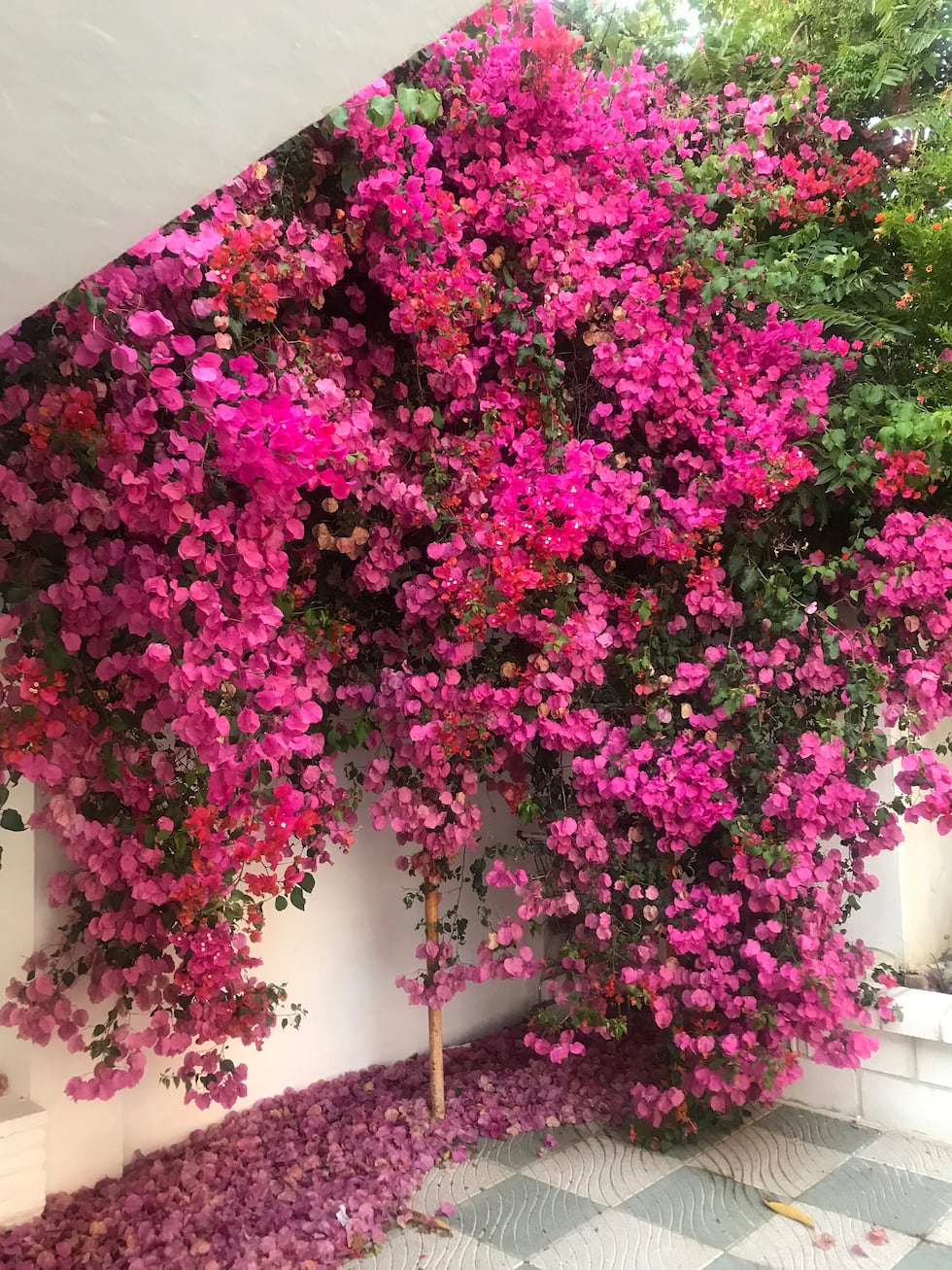 La magia de la buganvilla o por qué no podemos resistirnos a la ...