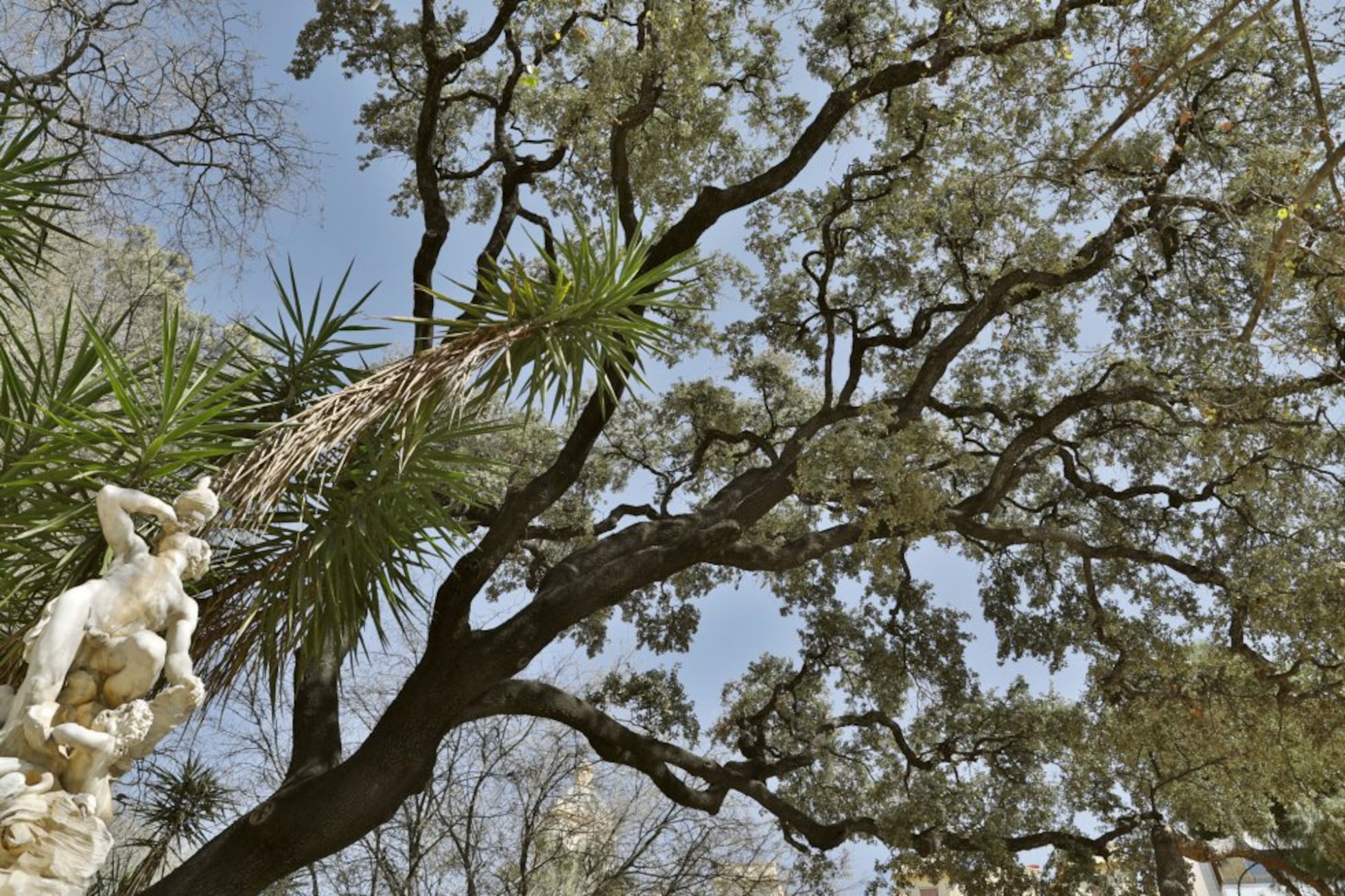 Una ruta por los árboles más icónicos de Valencia | Fotos | Los Blogs ...