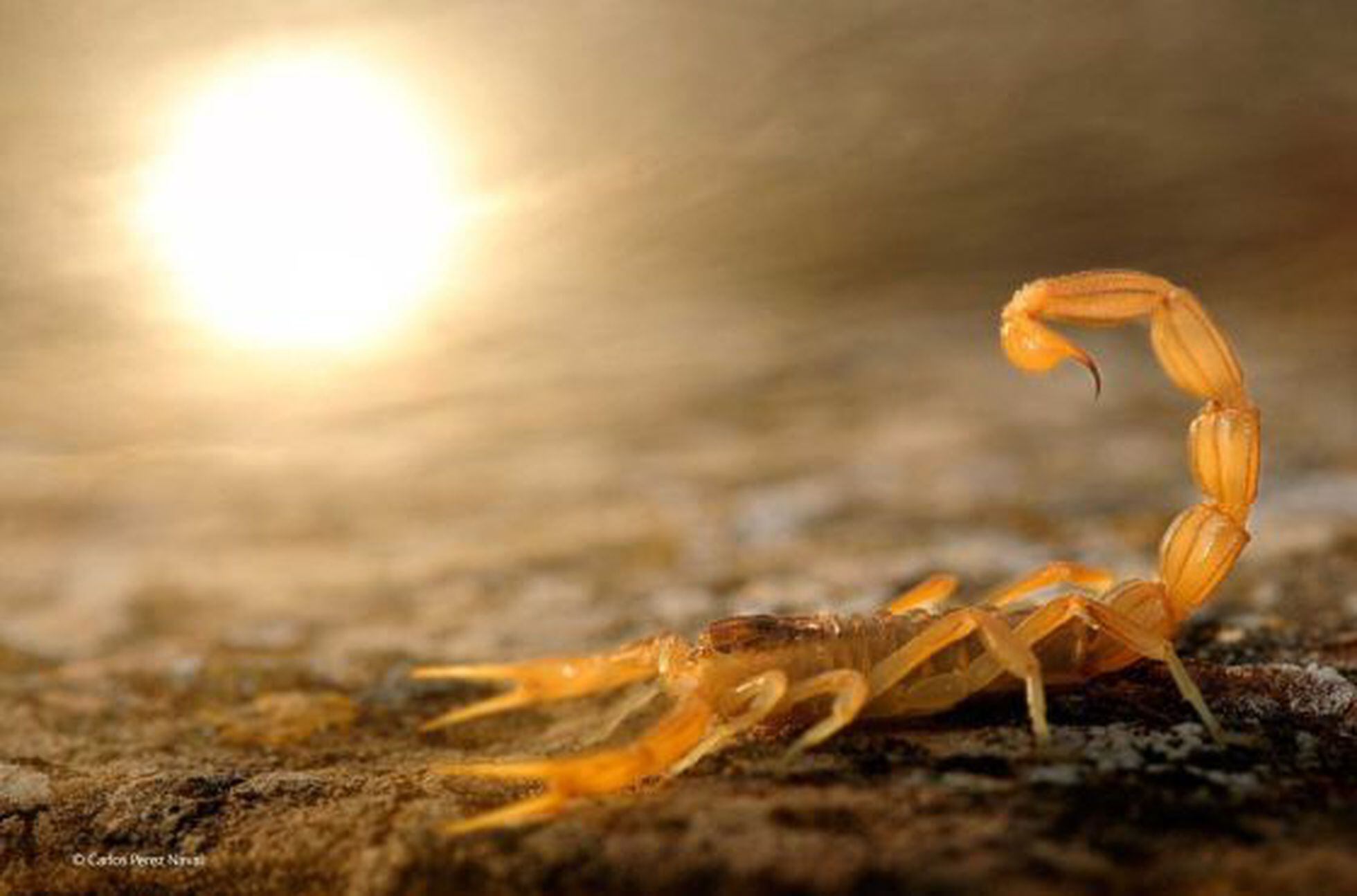 Diez años, un escorpión y el Wildlife | Cultura | EL PAÍS