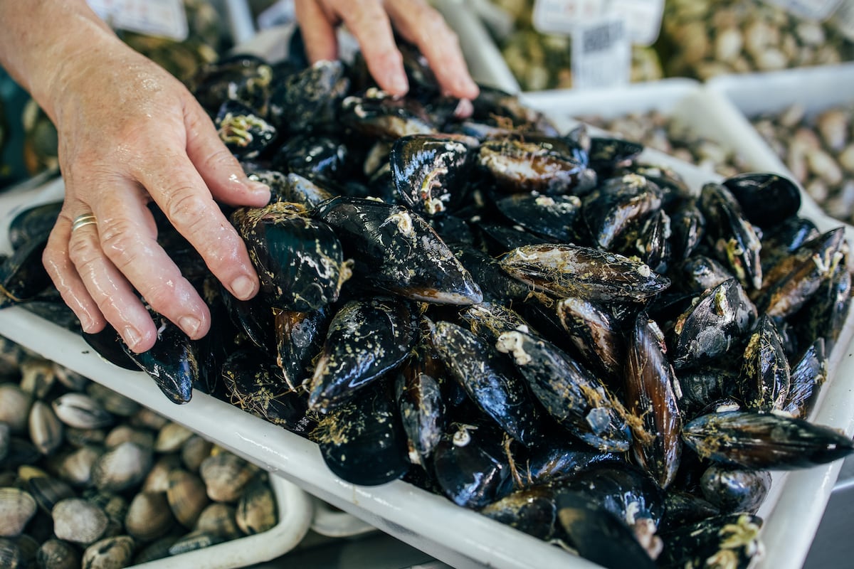 Mejillón, el poderoso alimento azul al que nada gana en precio ...