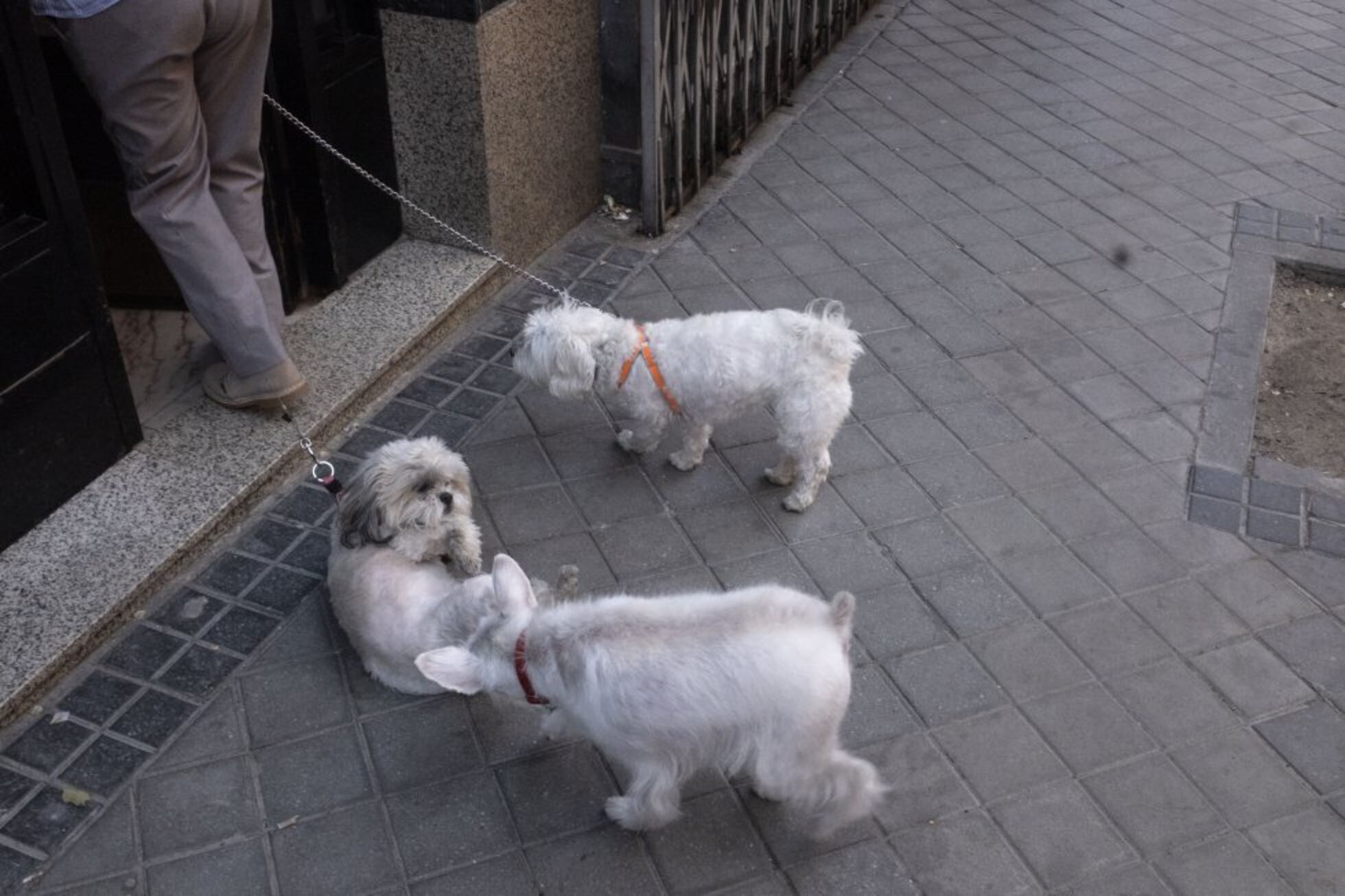 Día Mundial Día Mundial del Perro: un Madrid canino: Día Mundial del ...