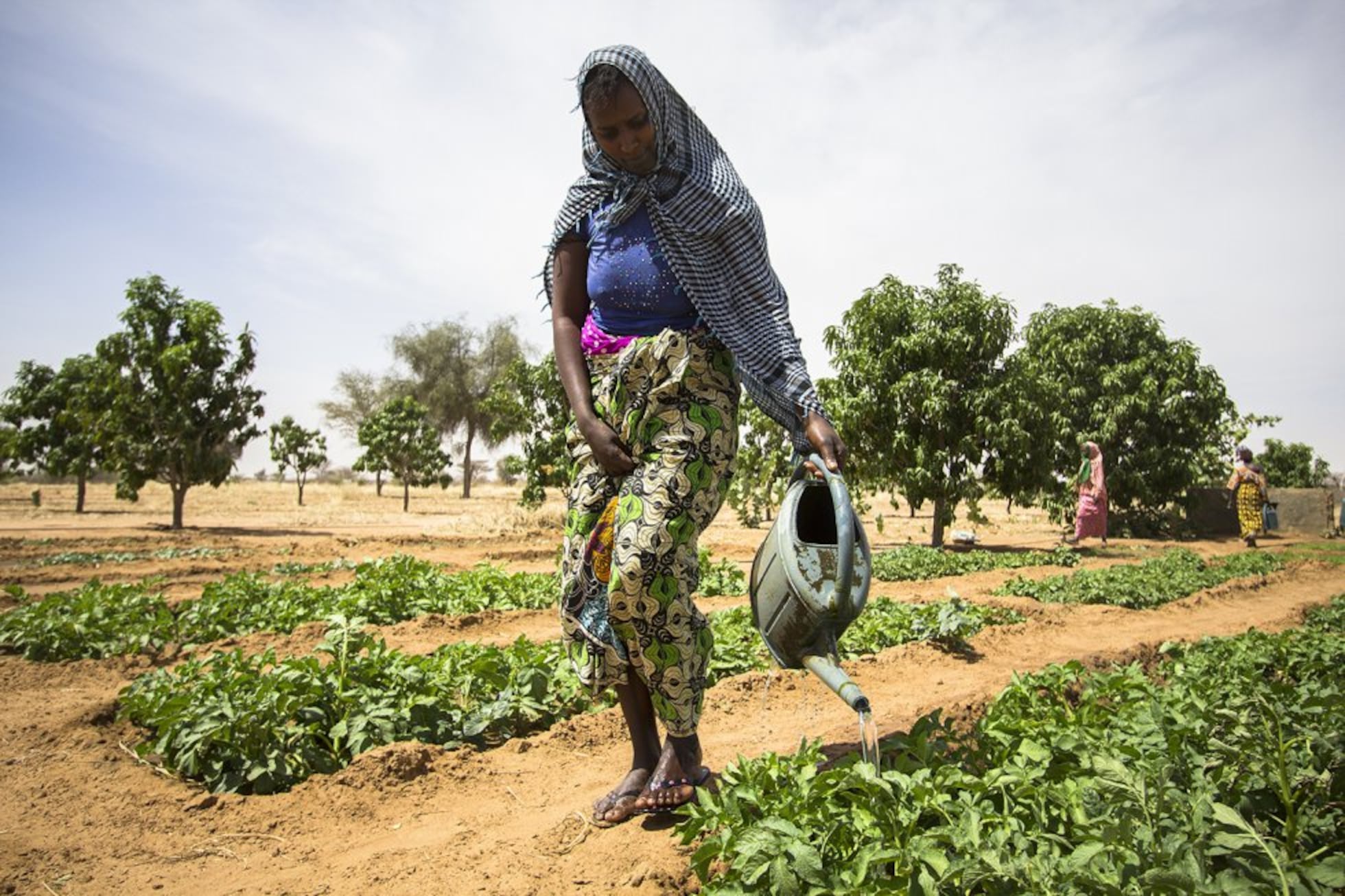 Senegal El Ferlo, un desierto que invoca a la lluvia: El Ferlo, un ...