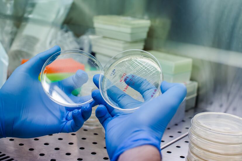 Dos experimentos de biología sintética iluminan el camino de los ...