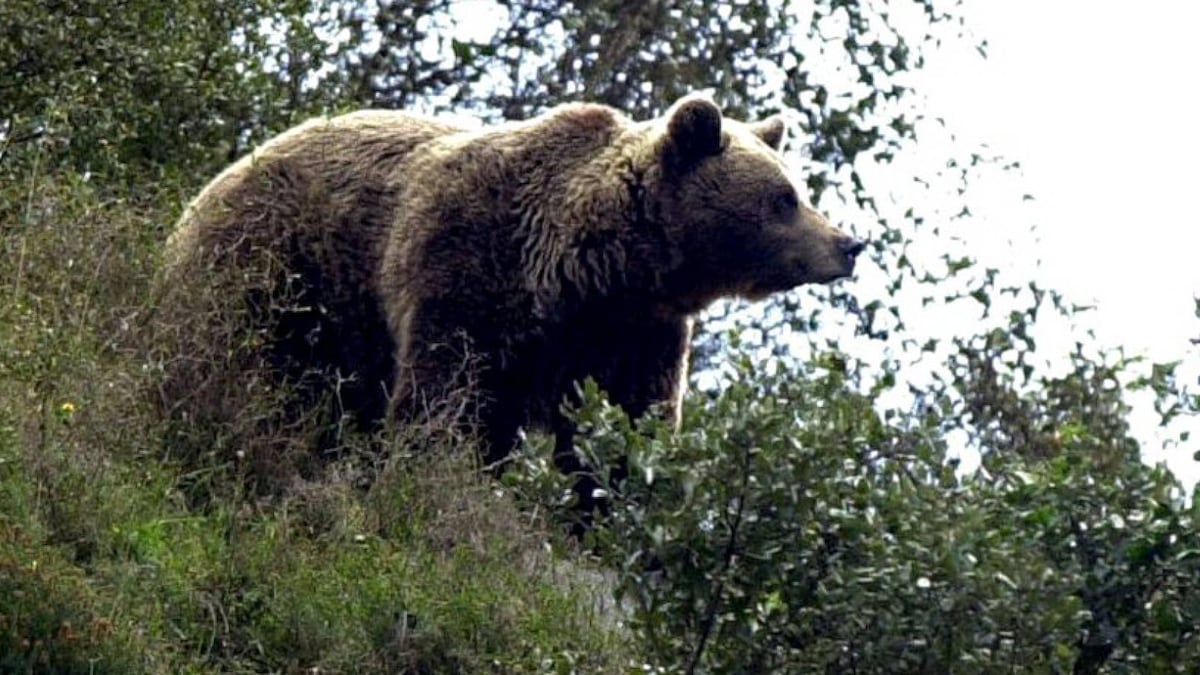 Muere la osa parda ‘Tola’, emblema de la recuperación de la especie ...