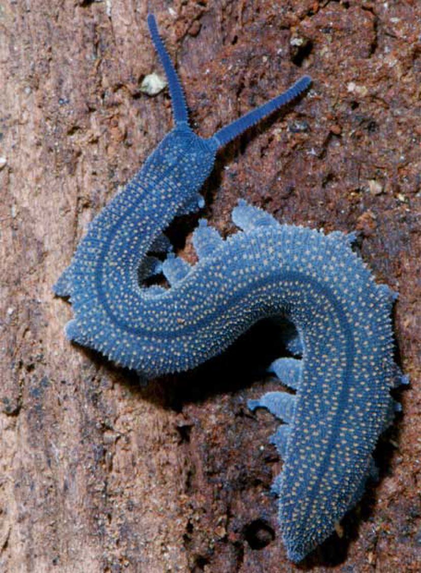 Un onicóforo Peripatoides novaezealandiae | Futuro | EL PAÍS