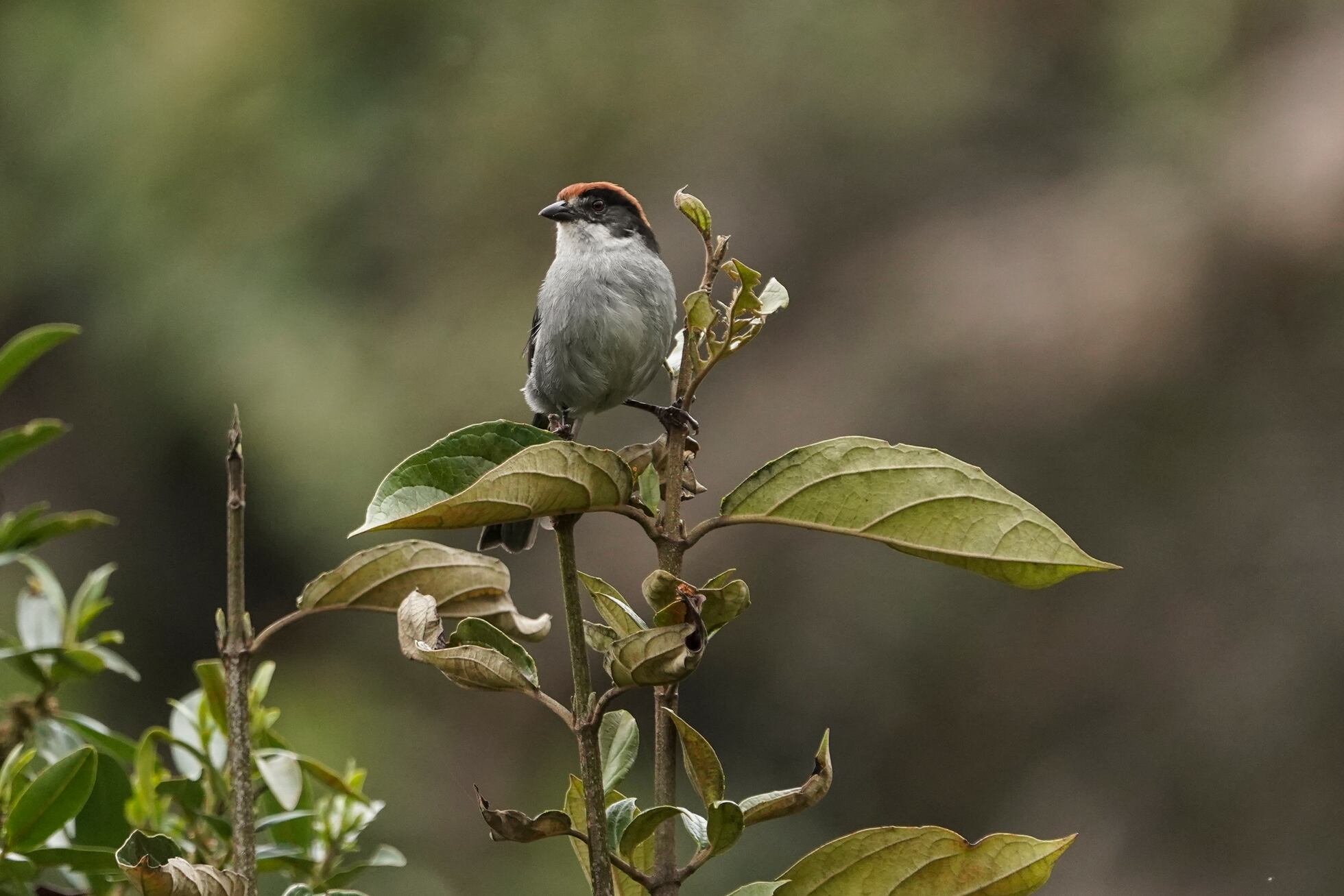 En busca del ‘Montañerito Paisa’, un pájaro a punto de desaparecer ...