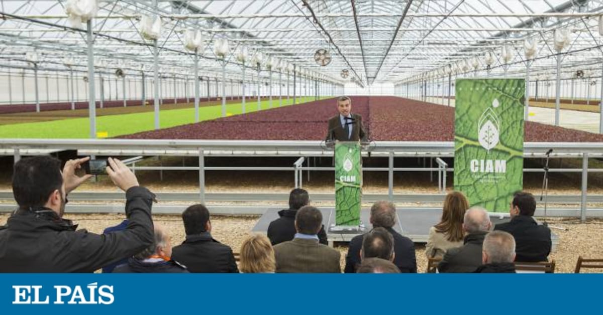 Un invernadero hidropónico con capacidad para 10 millones de plantas ...
