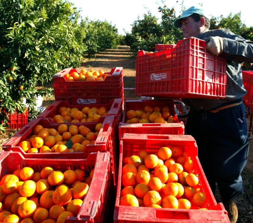 El Futuro De La Naranja Noticias De La Comunidad Valenciana El País