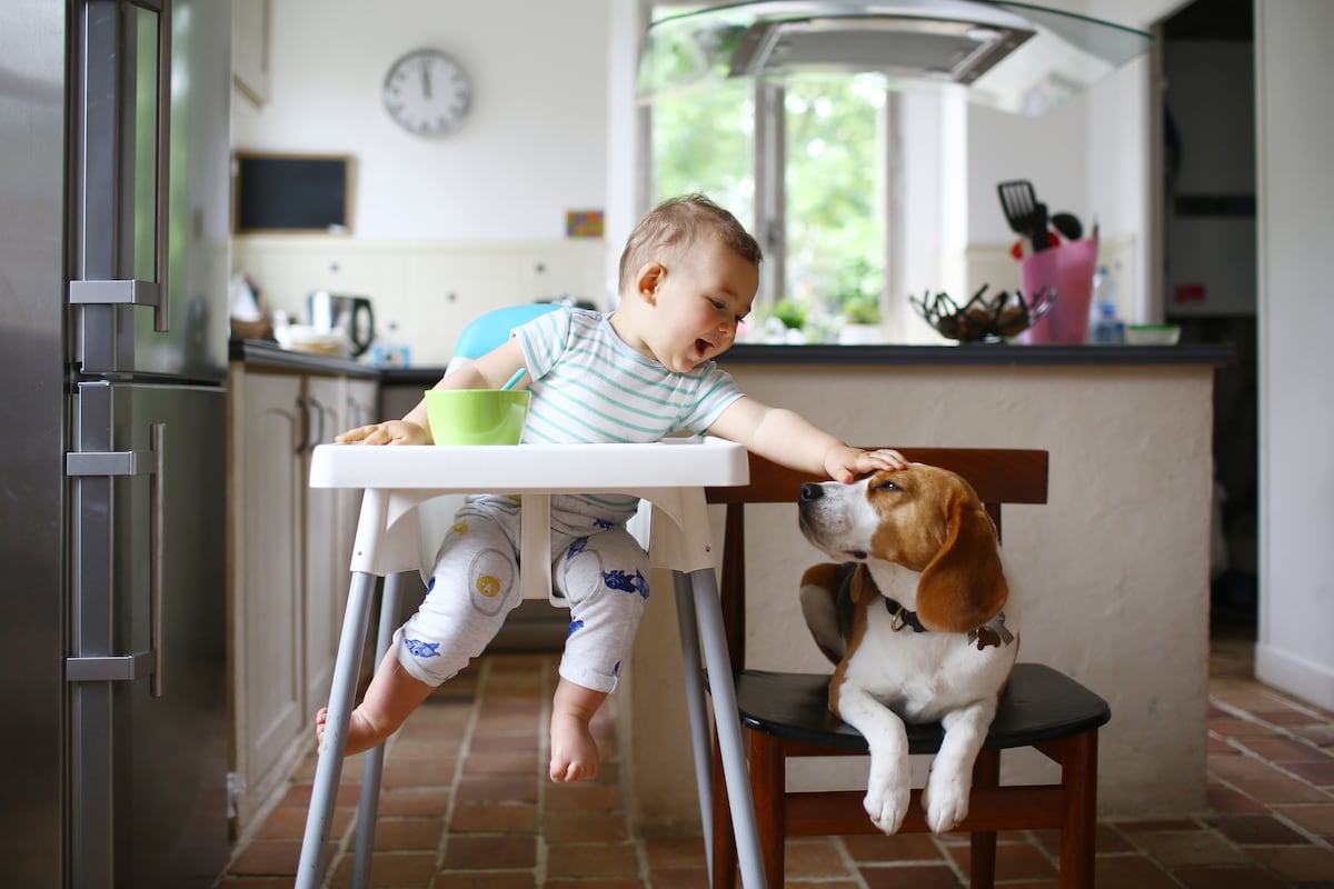Bebés y mascotas: nueve consejos para conseguir una buena relación ...