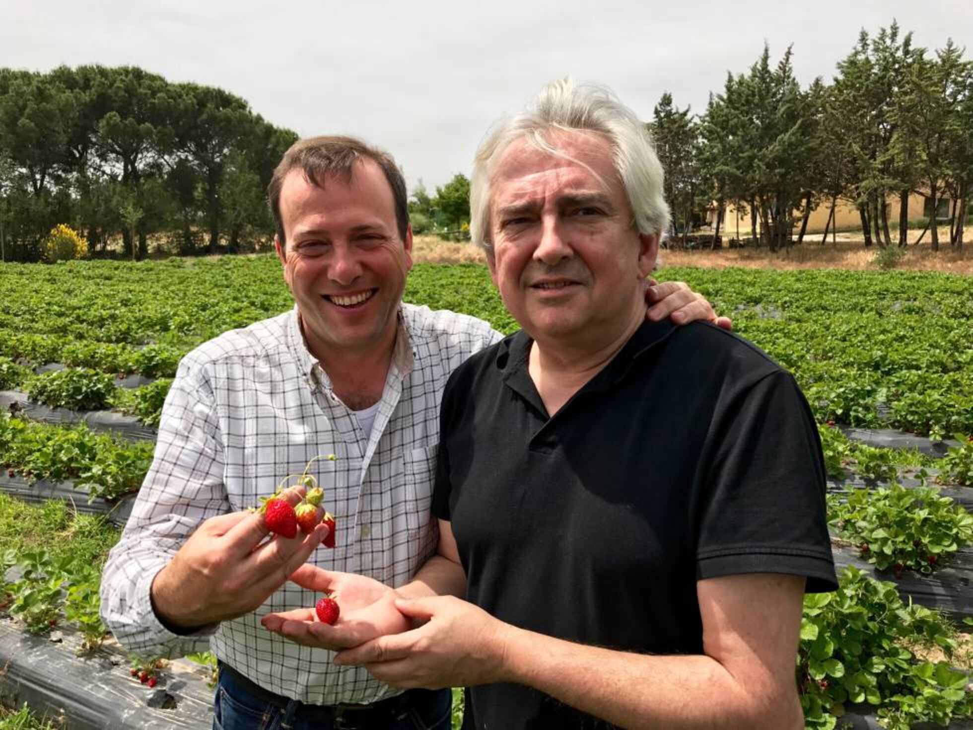 Del productor al cocinero, fresas excepcionales para un plato de cinco ...