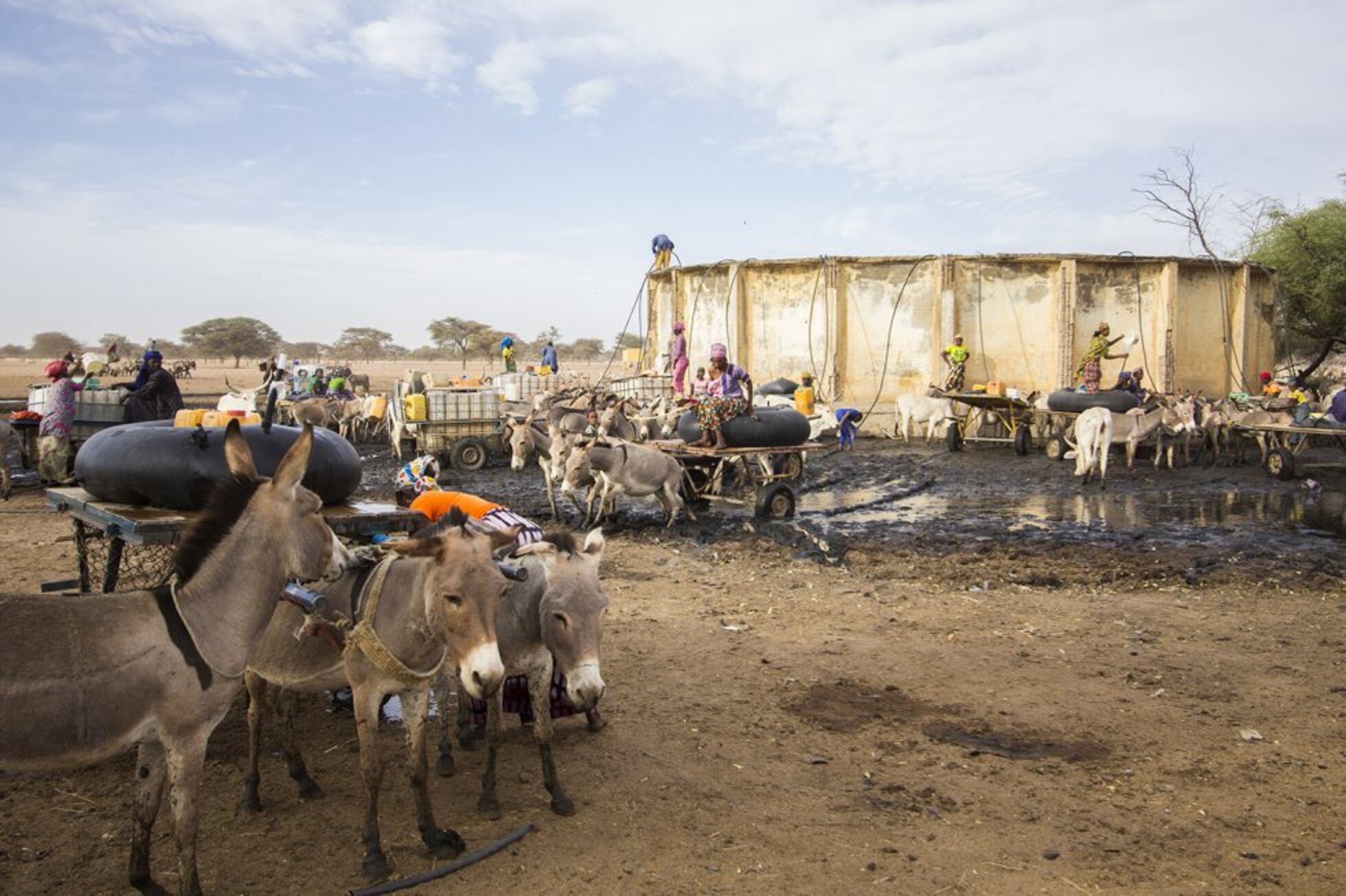 Senegal El Ferlo, un desierto que invoca a la lluvia: El Ferlo, un ...