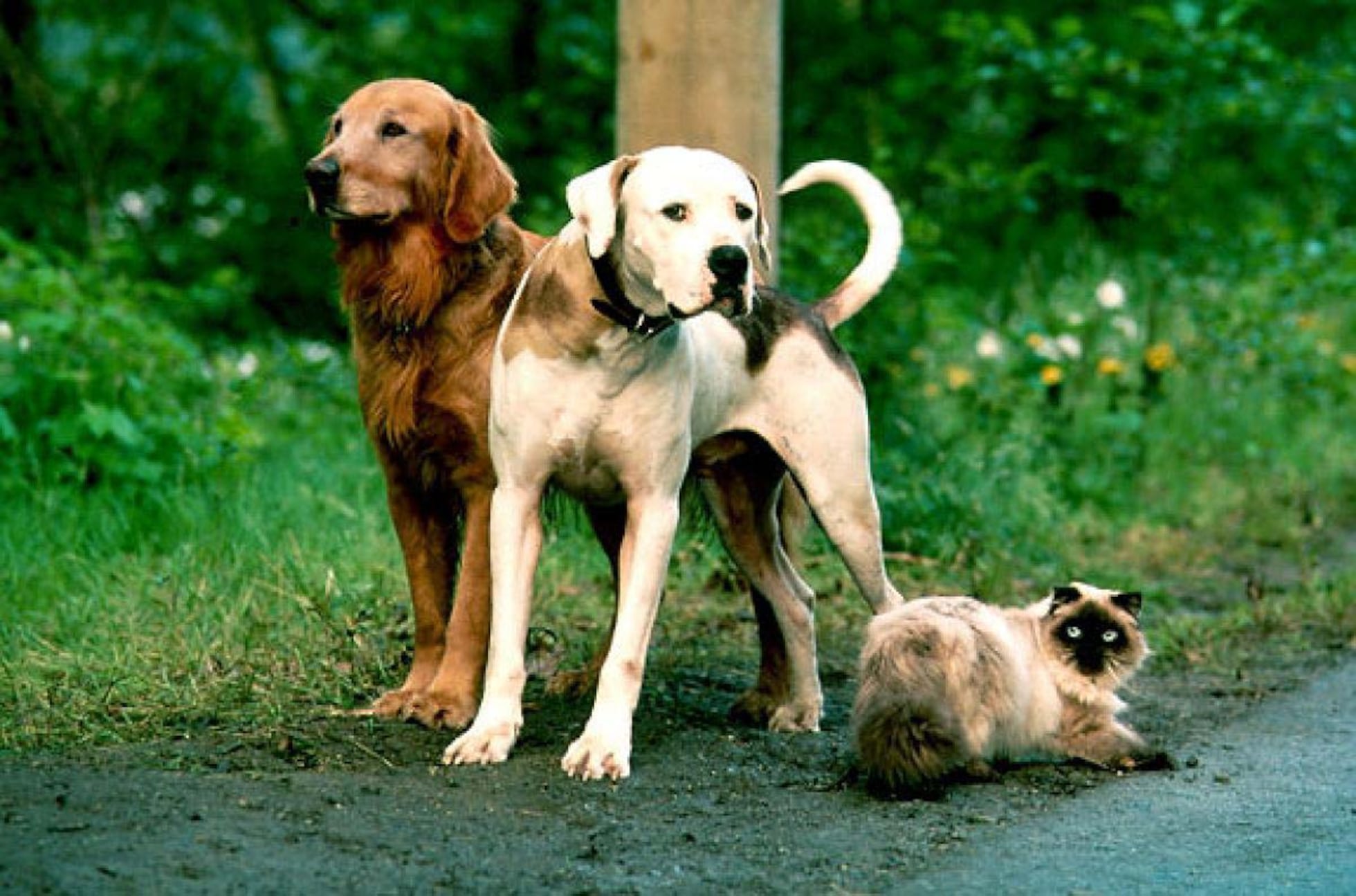 Pancho y otros perros que han hecho historia en el cine | Fotos ...