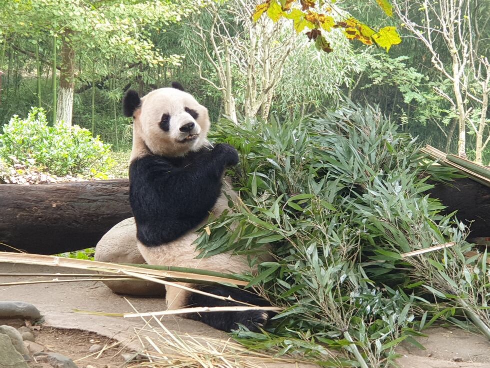 En el Valle de los osos pandas de China: la especie ya no se extingue ...