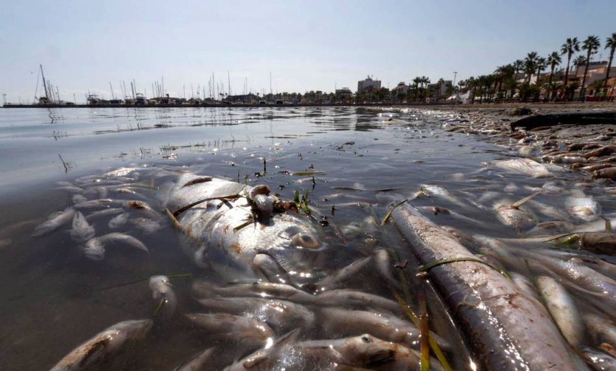 El aumento de clorofila en el Mar Menor amenaza con provocar una nueva ... El aumento de clorofila en el Mar Menor amenaza con provocar una nueva ...
