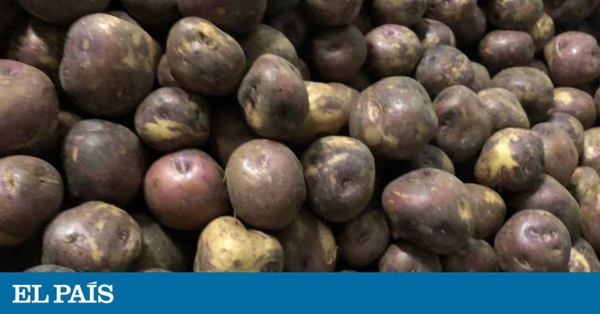 La papa andina crece en Canarias | Estilo | EL PAÍS