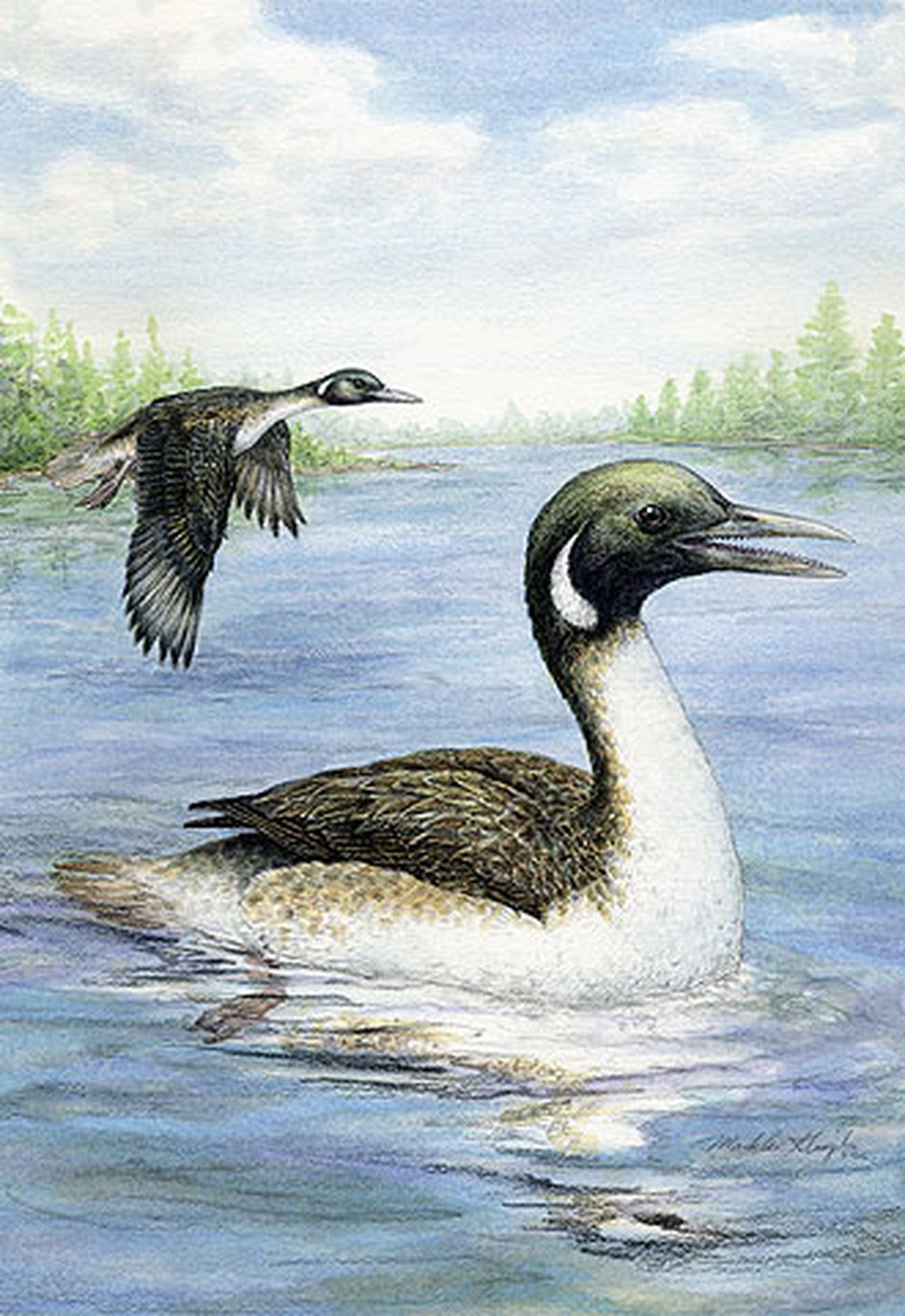 Las primeras aves fueron acuáticas | Sociedad | EL PAÍS