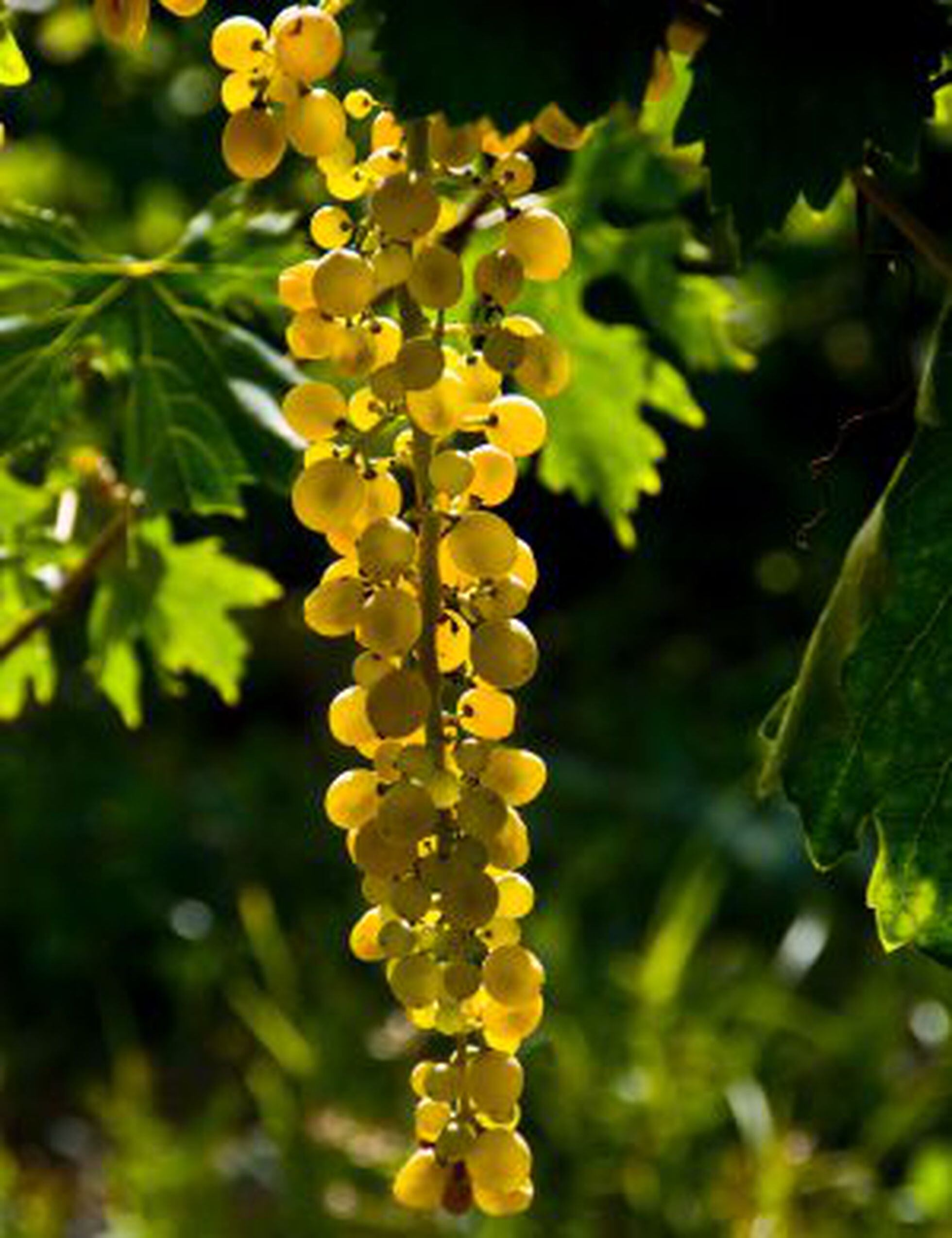 Aromáticas uvas ‘playeras’ | Cultura | EL PAÍS