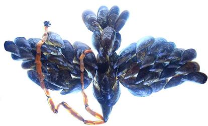 Clòtxines | Comunidad Valenciana | EL PAÍS