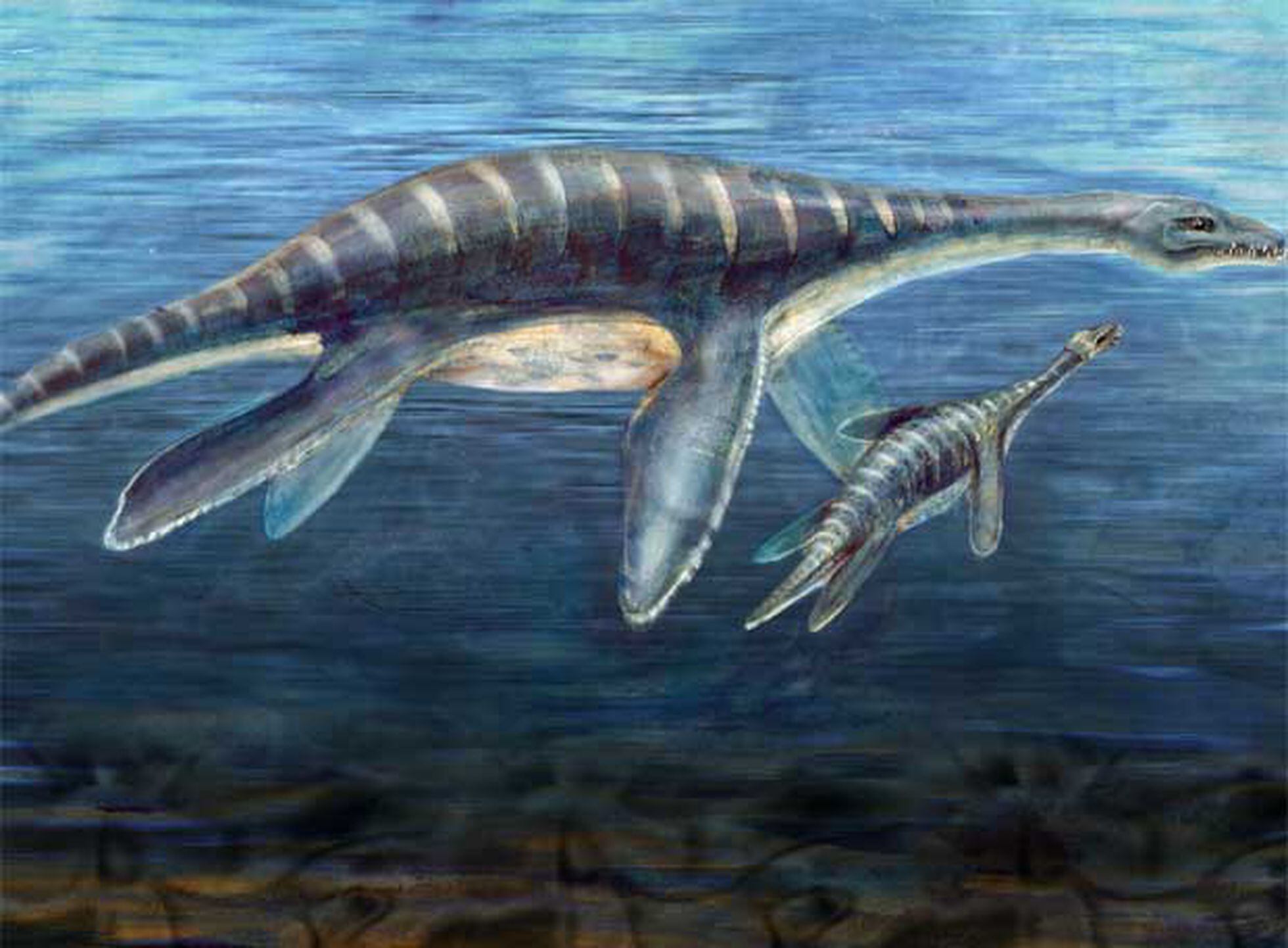 Reproducción artística de dos plesiosaurios | Sociedad | EL PAÍS