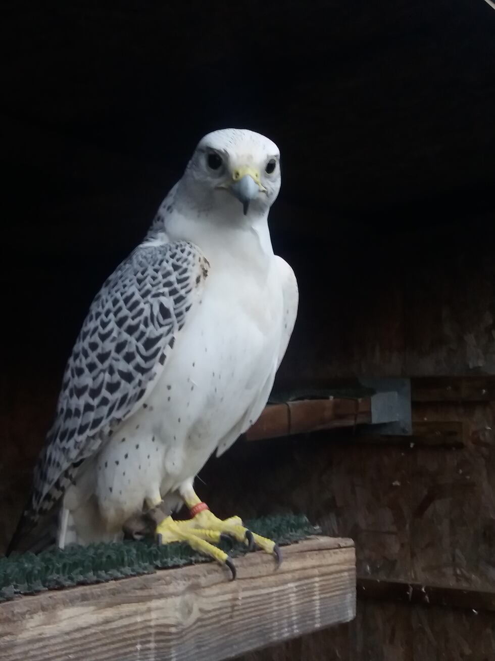 Sandra y el halcón blanco | Cataluña | España | EL PAÍS