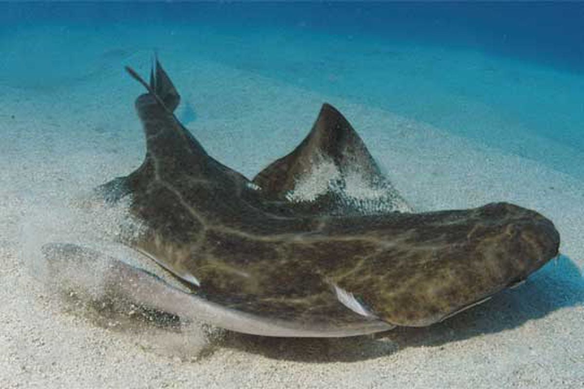 Tiburón angelote | Sociedad | EL PAÍS