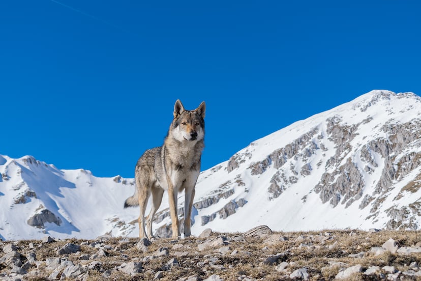 Italia más allá de su deliciosa cocina y cultura: 15 experiencias para ...
