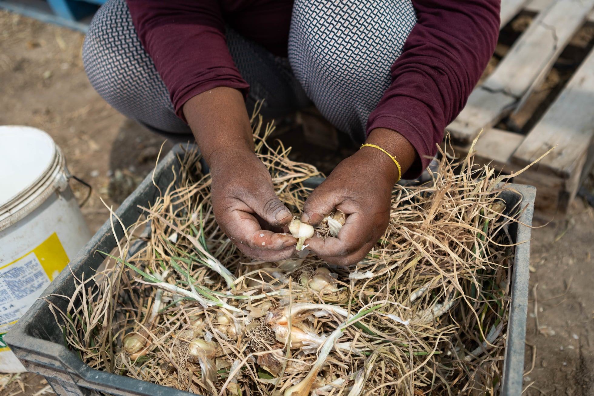 El colapso del valle de Azapa, la huerta de Chile: “Cuando llegué aquí esto era puro río ...